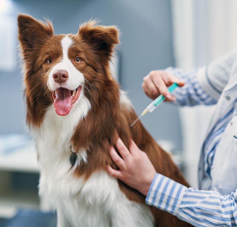 Pet Vaccinations in San Antonio, TX | Trusted Pet Care