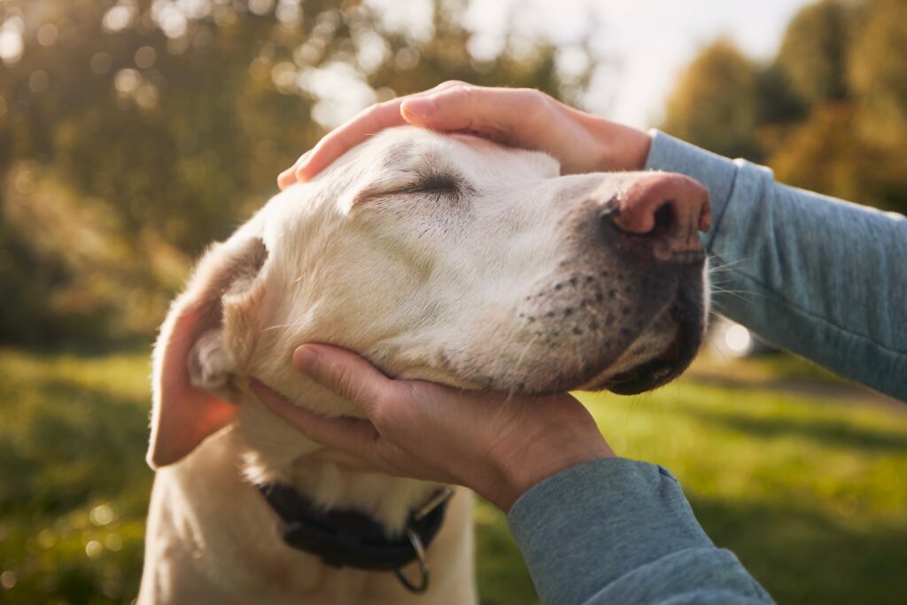 Accreditation - Alamo Dog & Cat Hospital