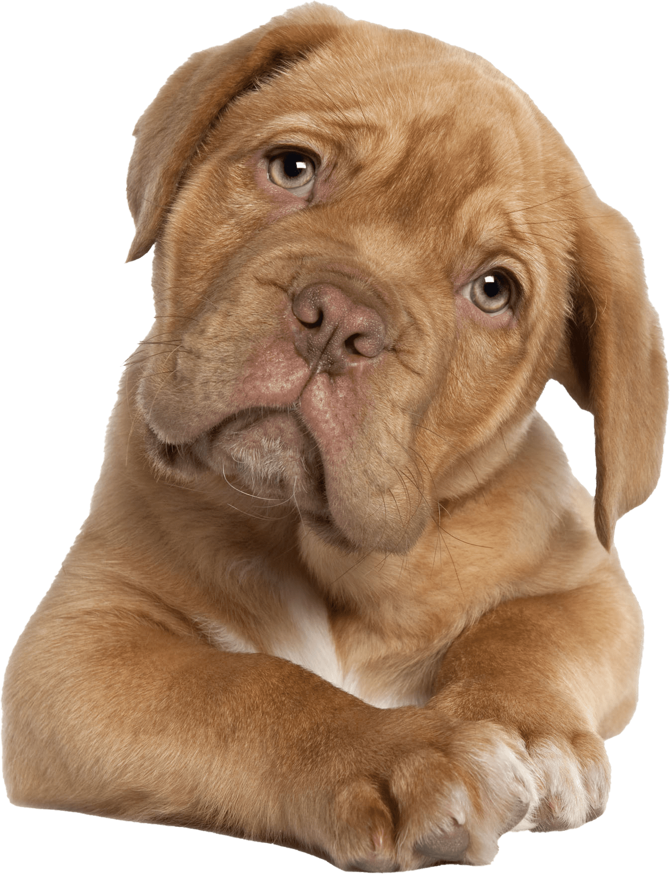 Animal Hospital in San Antonio | Alamo Dog & Cat Hospital