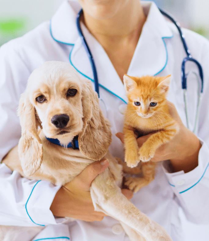 Book an Appointment - Alamo Dog & Cat Hospital